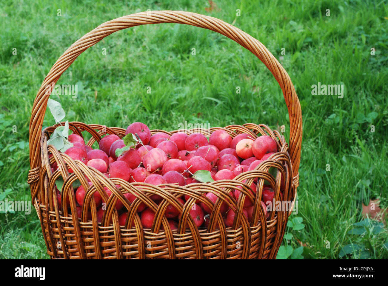 woven basket of apples sitting in the orchard Stock Photo - Alamy