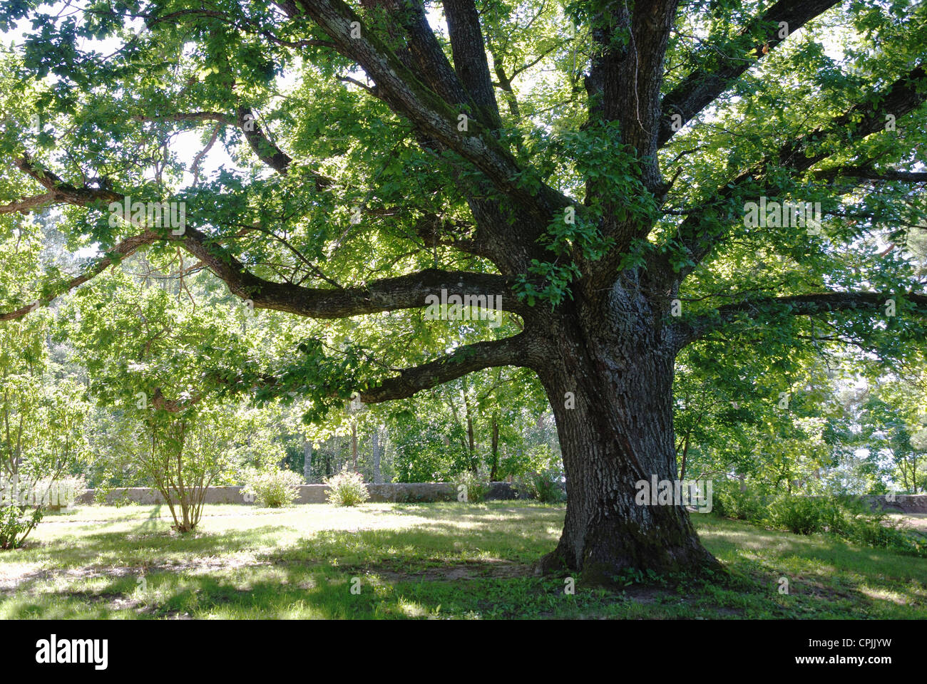an old oak-tree in summer in park Stock Photo - Alamy