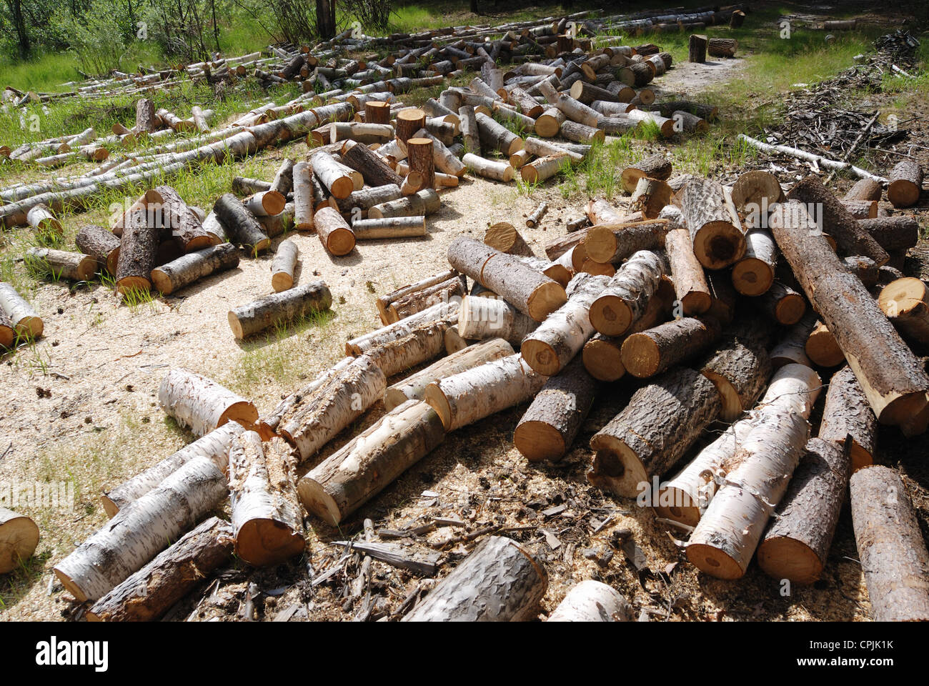 off cuts of wood in the forest Stock Photo - Alamy