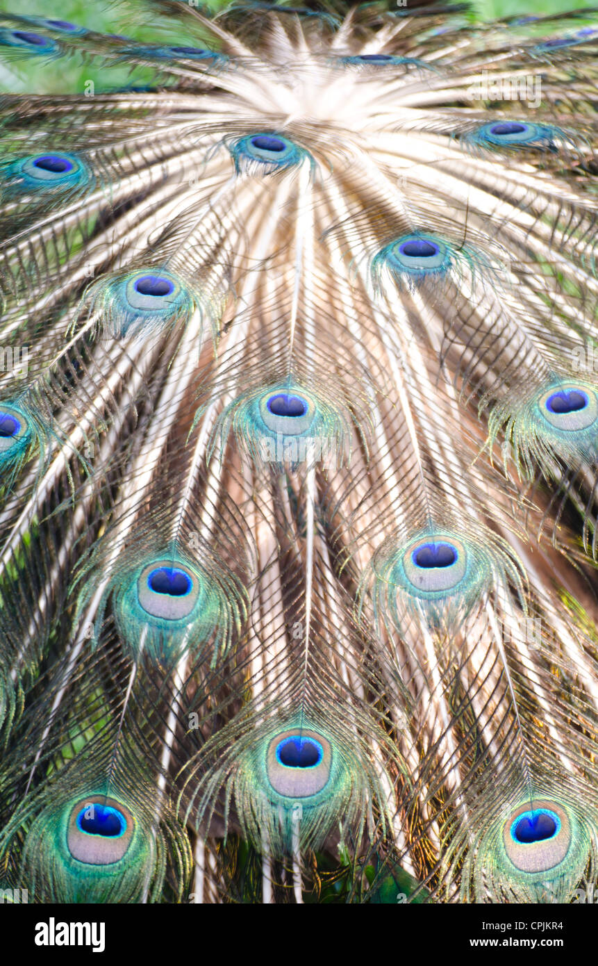 Detailed photo of a bunch of beautiful vivid peacock feathers Stock ...