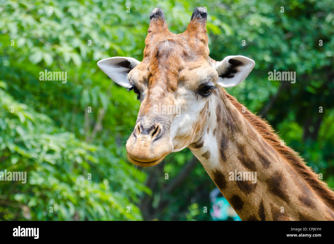 Profile of giraffe head hi-res stock photography and images - Alamy