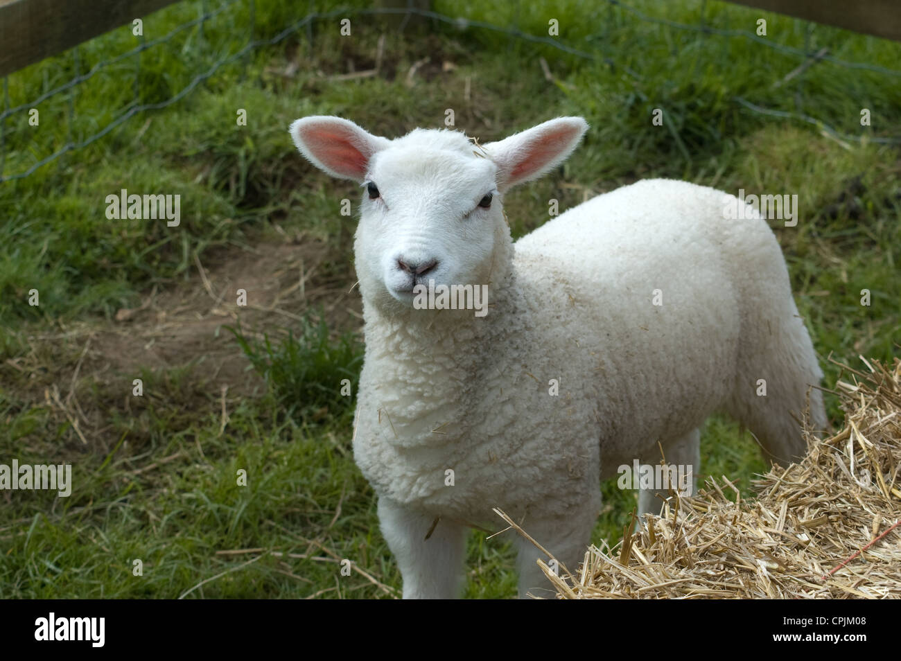 spring lamb standing in a field. the cotswolds uk Stock Photo - Alamy