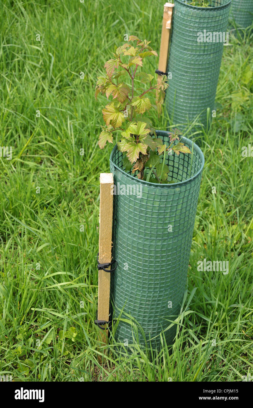 Protected young trees hi-res stock photography and images - Alamy