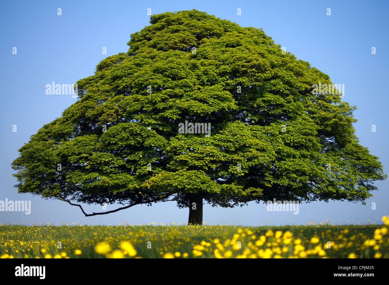 Single Ash Tree against a blue sky with grass and buttercups in ...