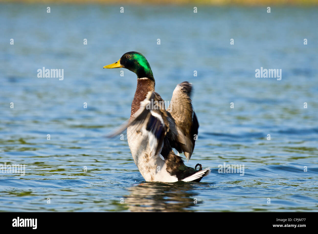 Male mallard stretching its wings Anas platyrhynchos Stock Photo - Alamy