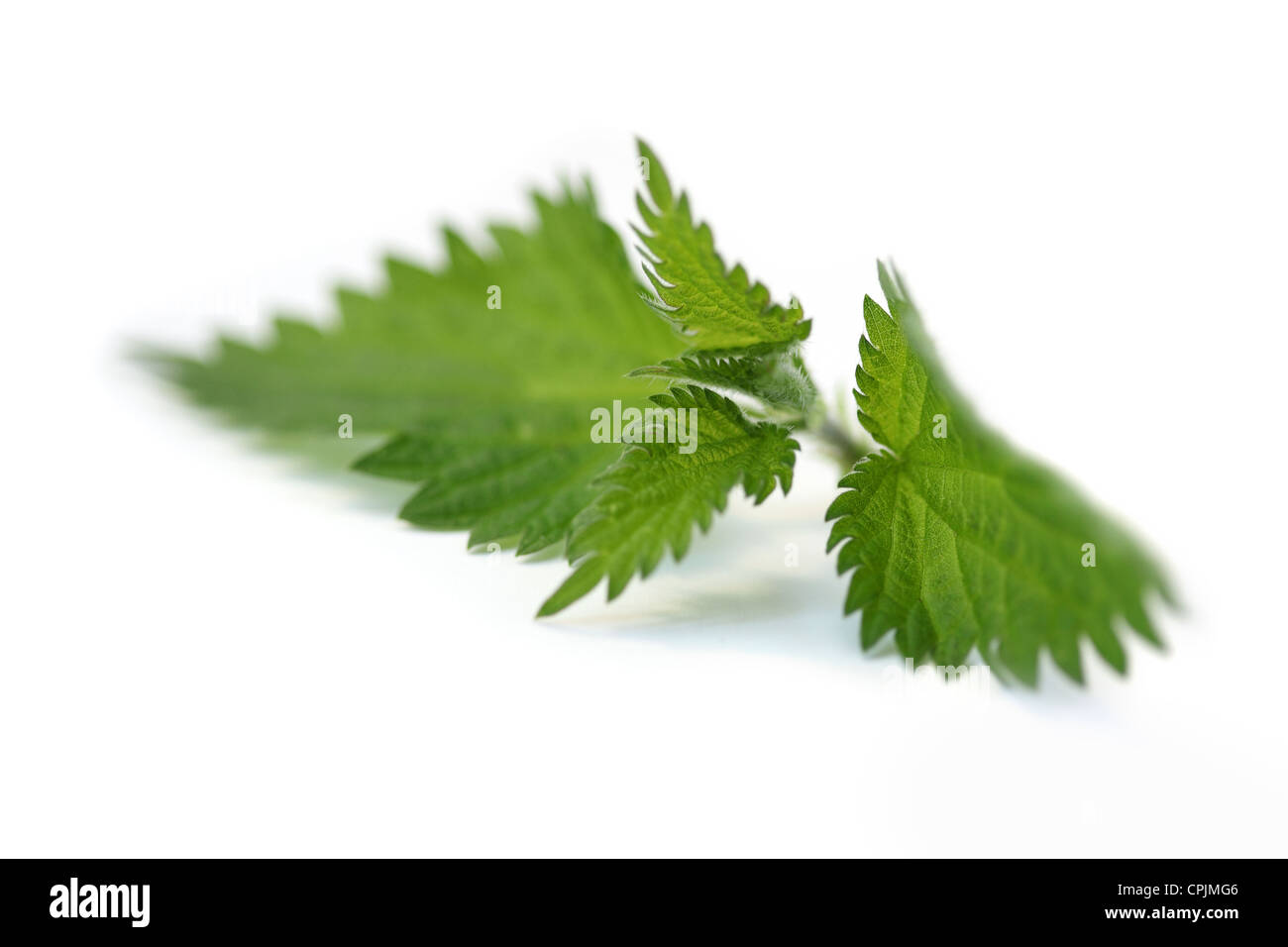 Sheet nettle hi-res stock photography and images - Alamy