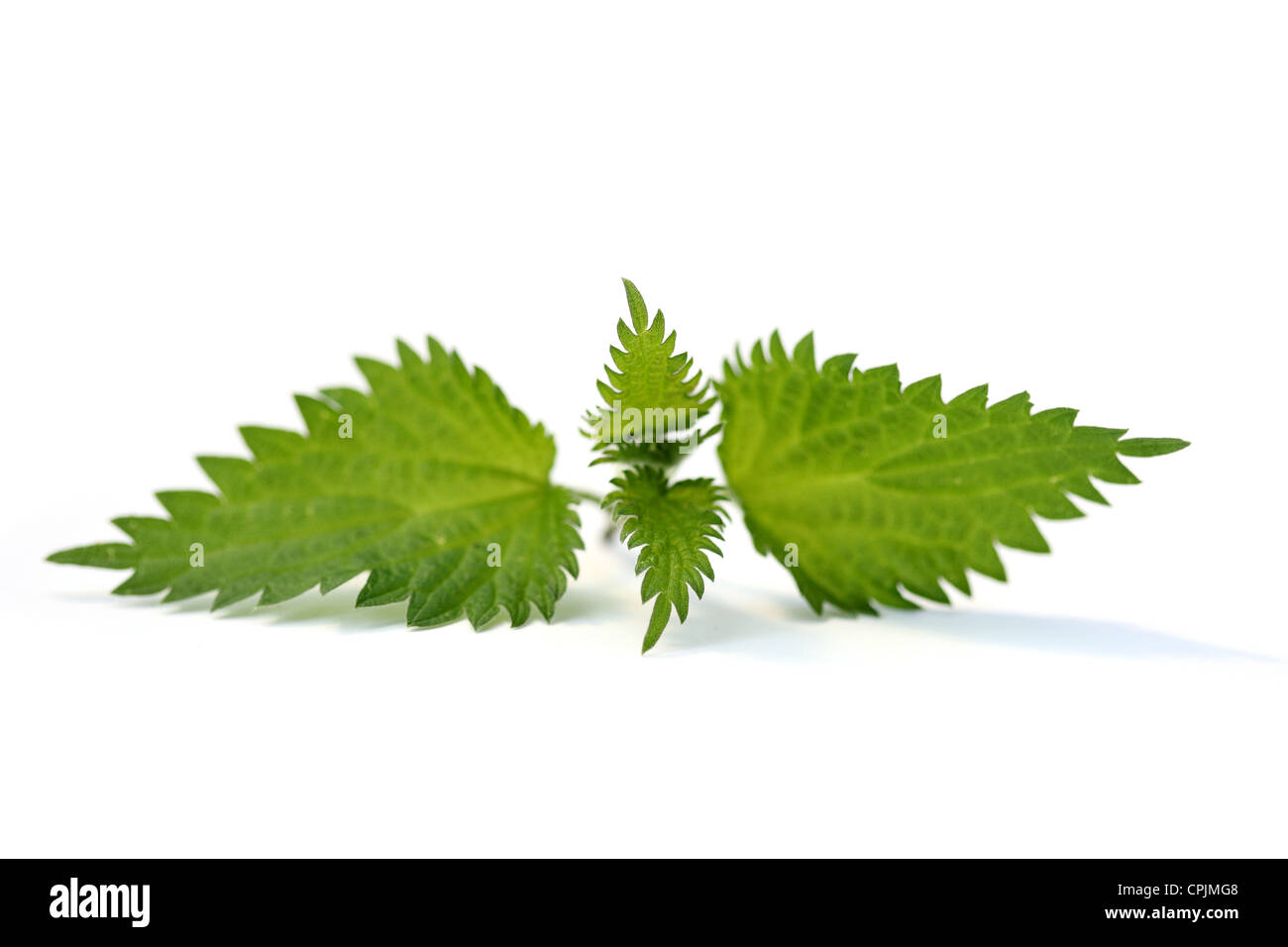 Cooking with nettle Cut Out Stock Images & Pictures - Alamy