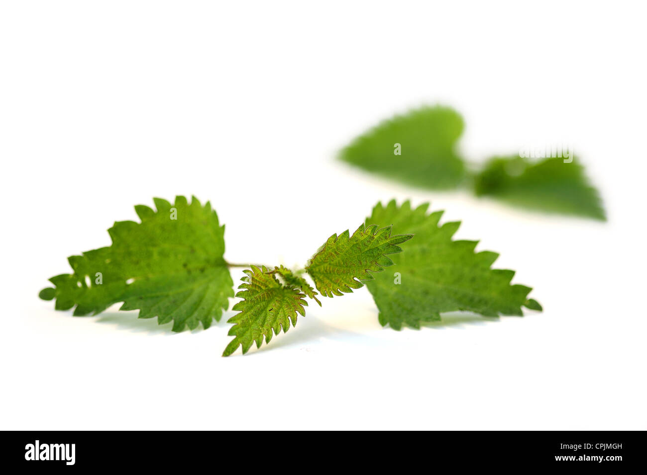 Sheet nettle hi-res stock photography and images - Alamy