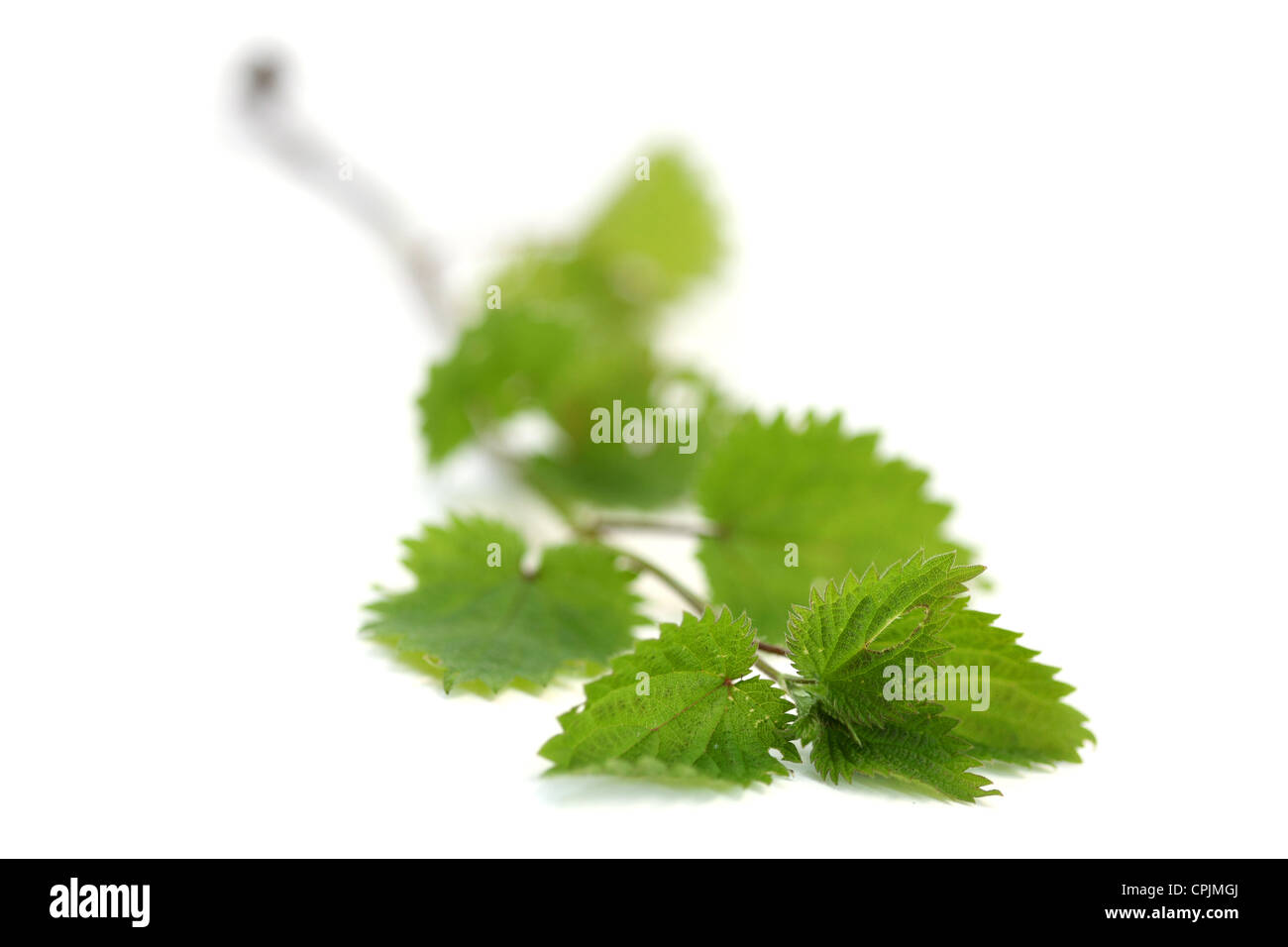 Cooking with nettle Cut Out Stock Images & Pictures - Alamy