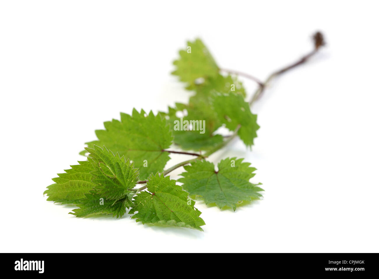 Sheet nettle hi-res stock photography and images - Alamy