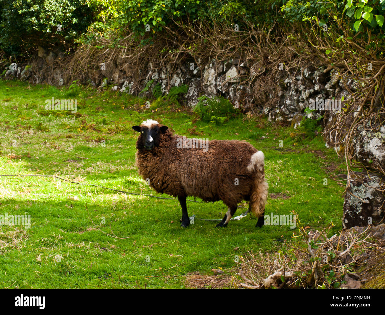 Brown sheep in green field Stock Photo - Alamy