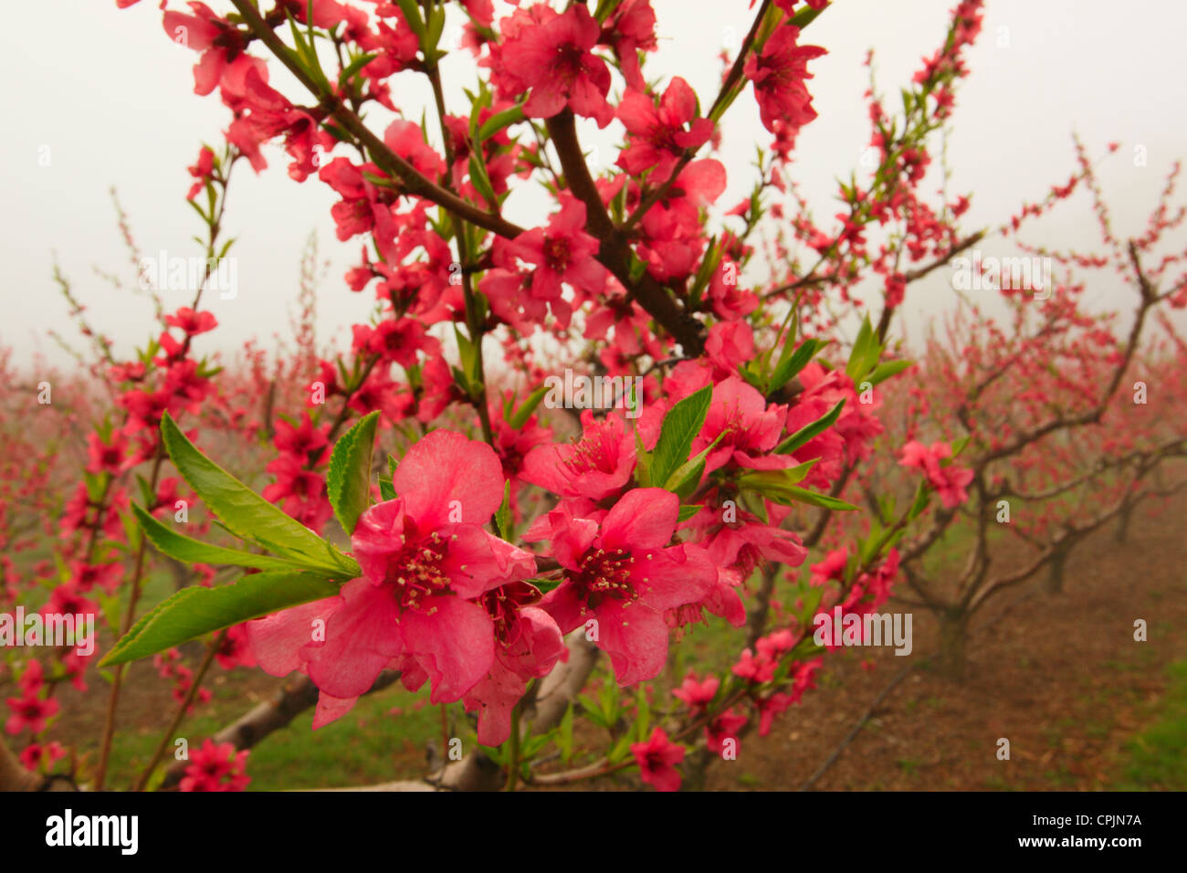 Fog fruit hi-res stock photography and images - Alamy