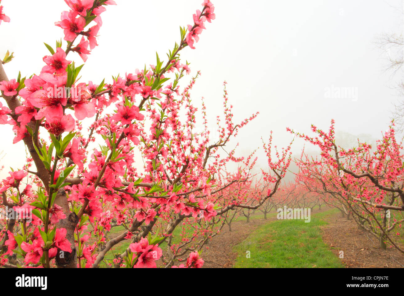 Fog fruit hi-res stock photography and images - Alamy