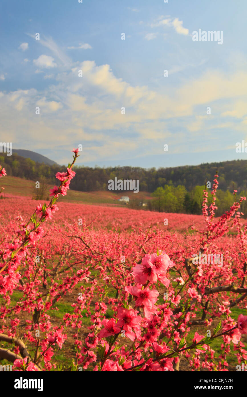 Peach Grove High Resolution Stock Photography and Images - Alamy