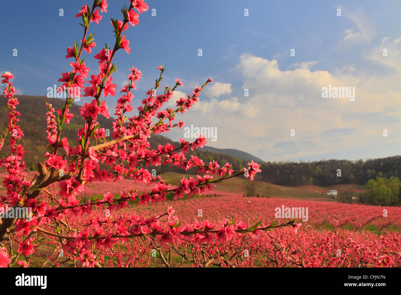Peach Grove High Resolution Stock Photography and Images - Alamy
