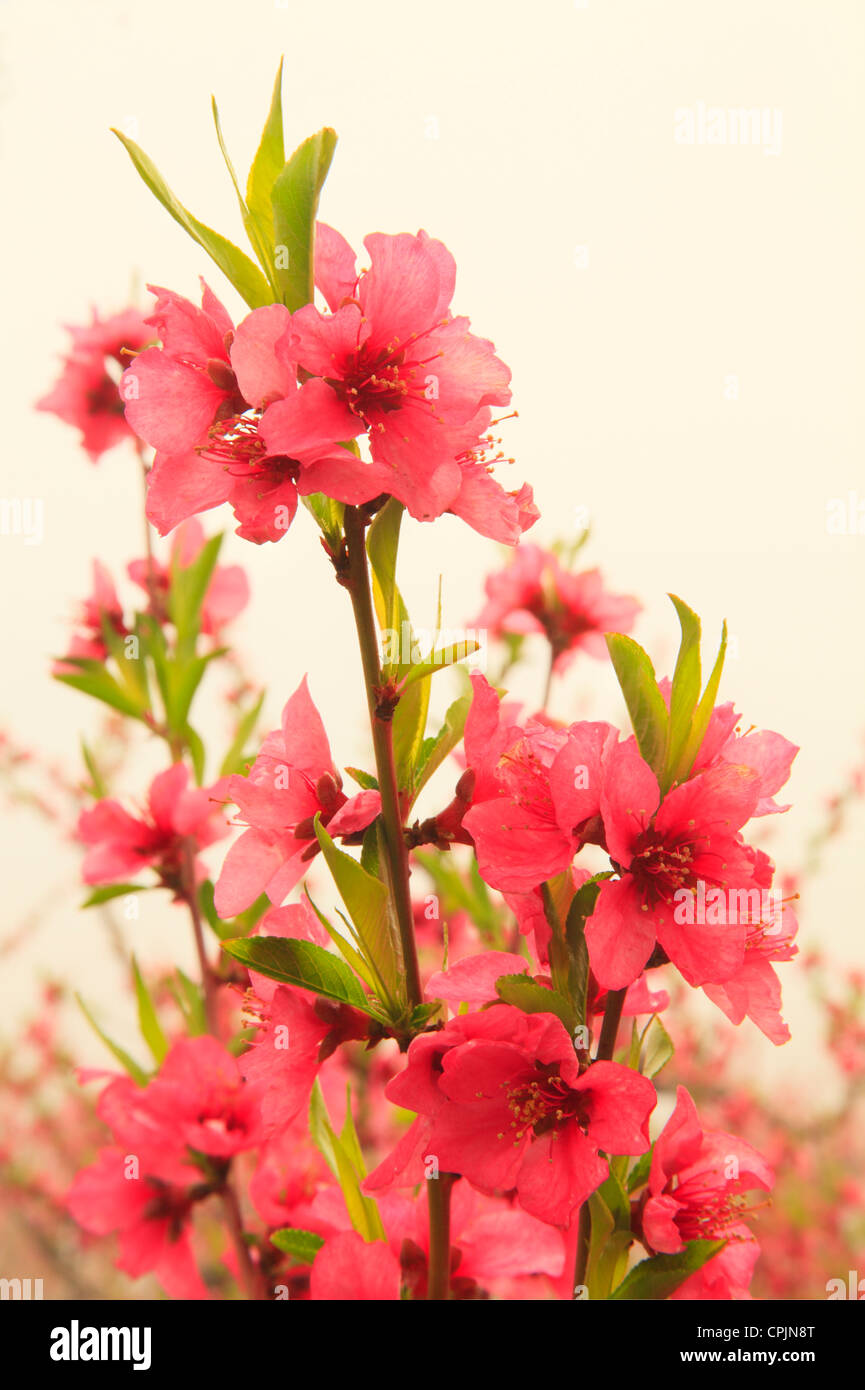 Fog fruit hi-res stock photography and images - Alamy