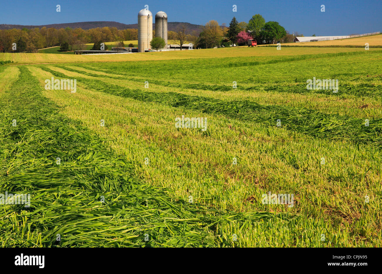 Hay In Windrows High Resolution Stock Photography and Images - Alamy