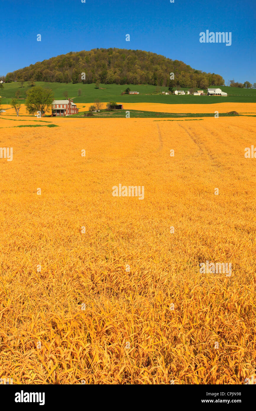 Hay field hi-res stock photography and images - Alamy
