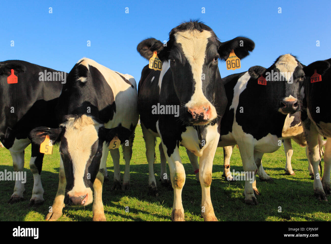 Curious Cows in the Shenandoah Valley of Virginia, USA Stock Photo - Alamy