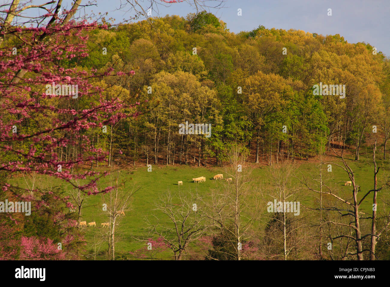Cattle on farm near Middlebrook in the Shenandoah Valley, Virginia, USA ...