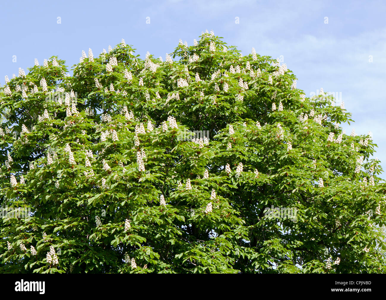 Castanea hi-res stock photography and images - Alamy