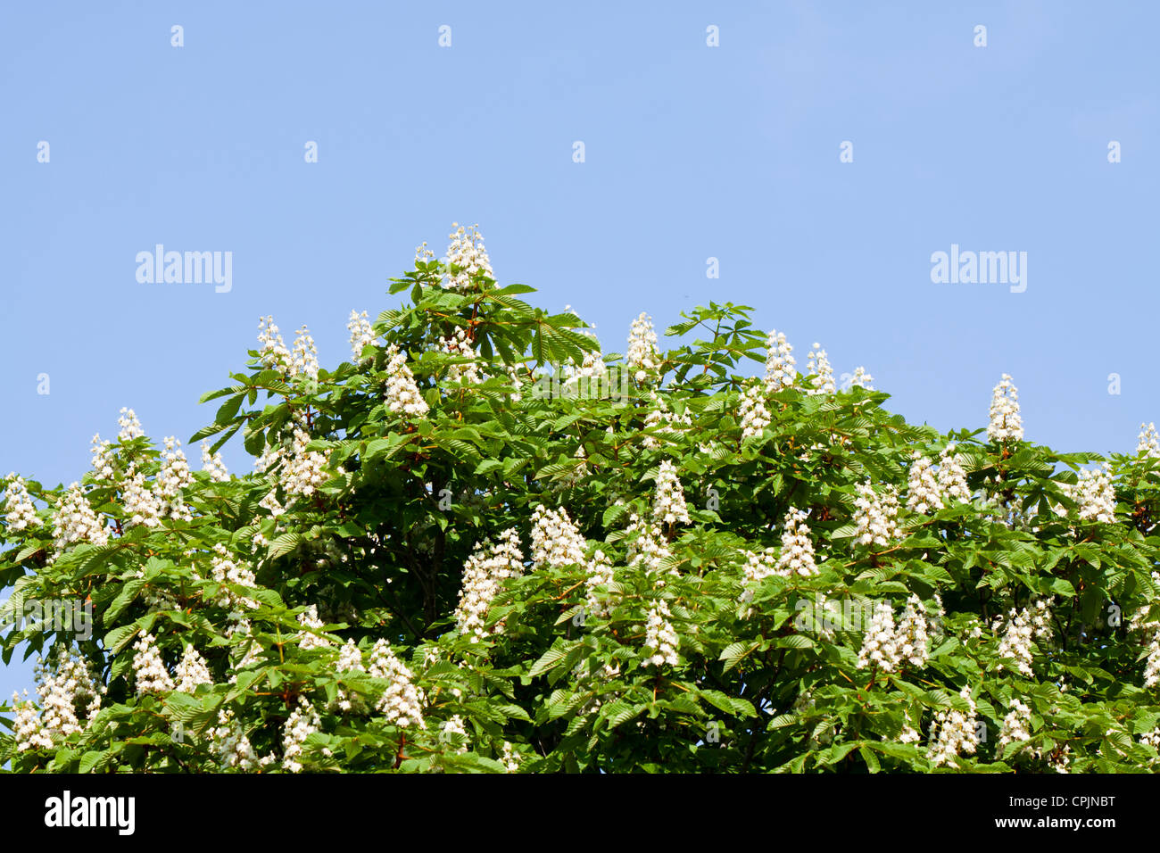 Chestnut (Castanea) blooming,Aesculus hippocastanum Stock Photo - Alamy