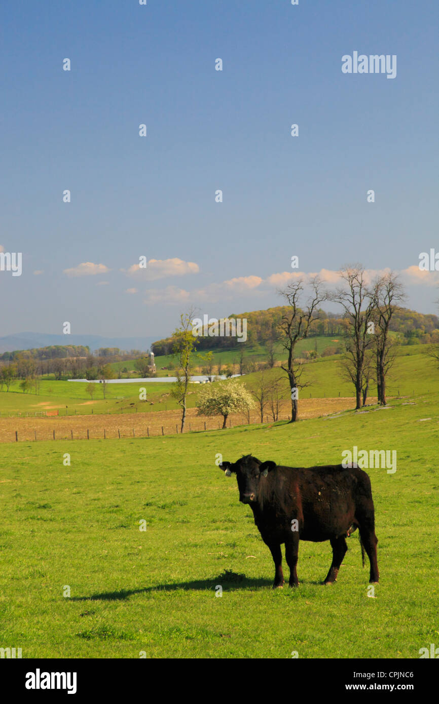 Angus cows hi-res stock photography and images - Alamy