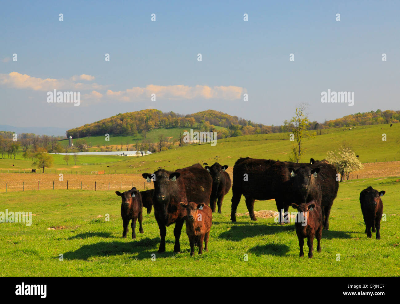 Angus cows hi-res stock photography and images - Alamy