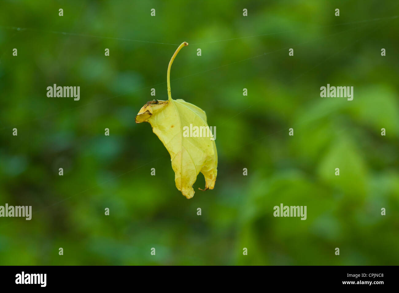 Maple leaf hanging on spider web Stock Photo - Alamy