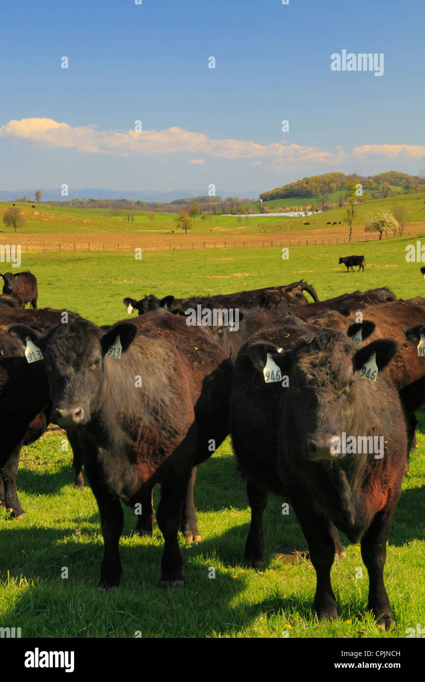 Cattle on farm near Middlebrook in the Shenandoah Valley, Virginia, USA ...
