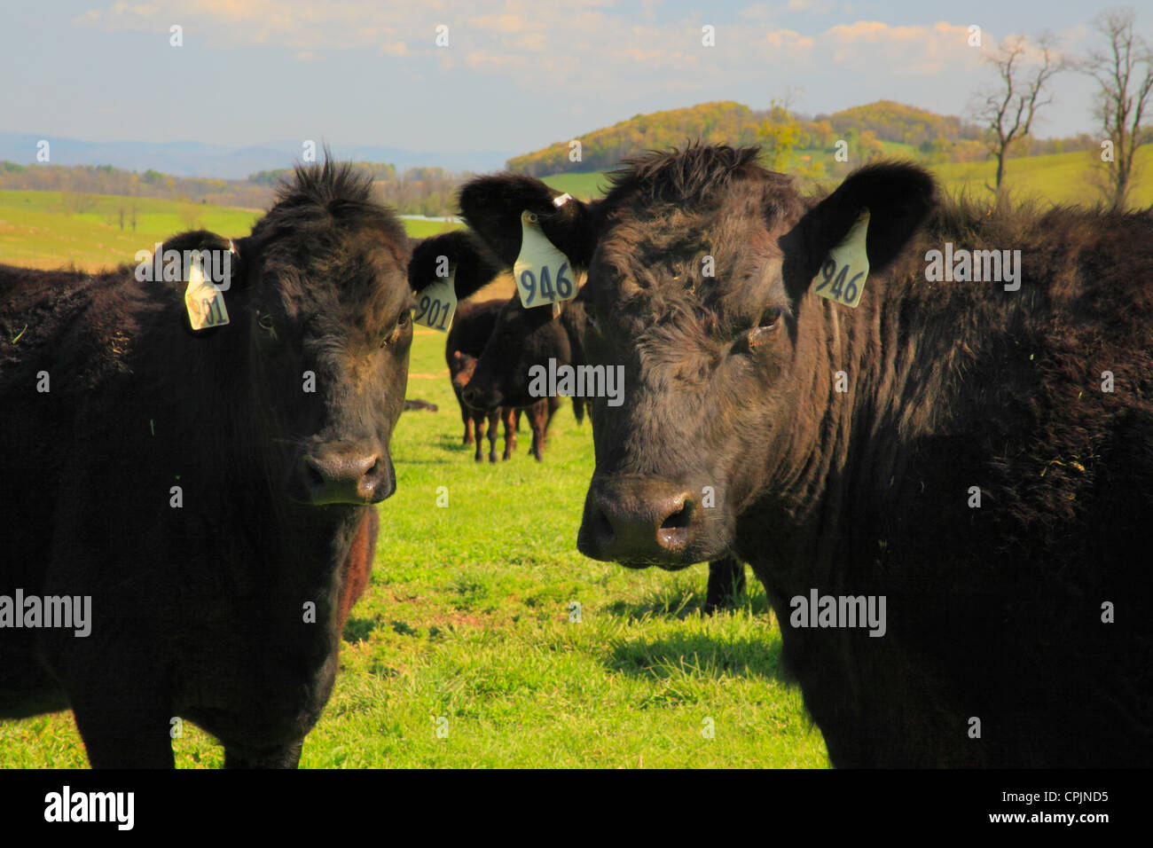 Angus cows hi-res stock photography and images - Alamy