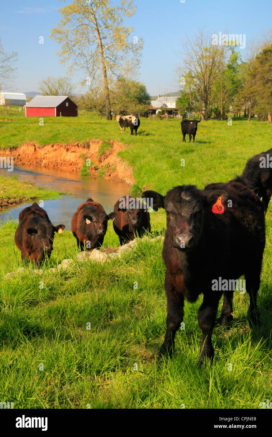Cows Near Sangersville in the Shenandoah Valley of Virginia, USA Stock ...