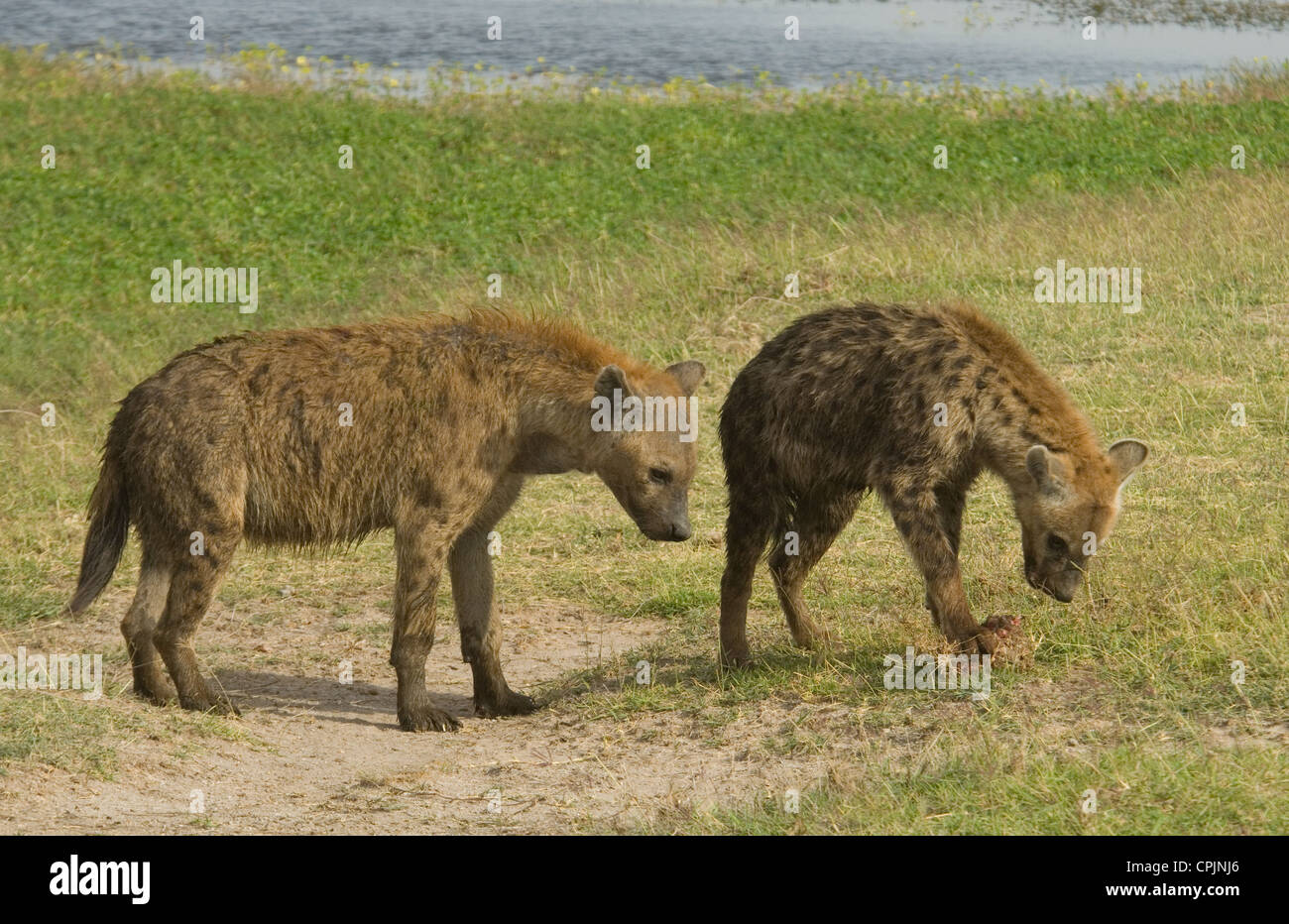 Hyenas skull hi-res stock photography and images - Alamy