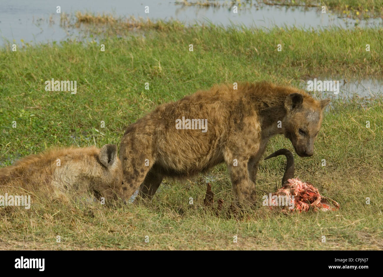 Spotted hyena skull crocuta crocuta hi-res stock photography and images ...