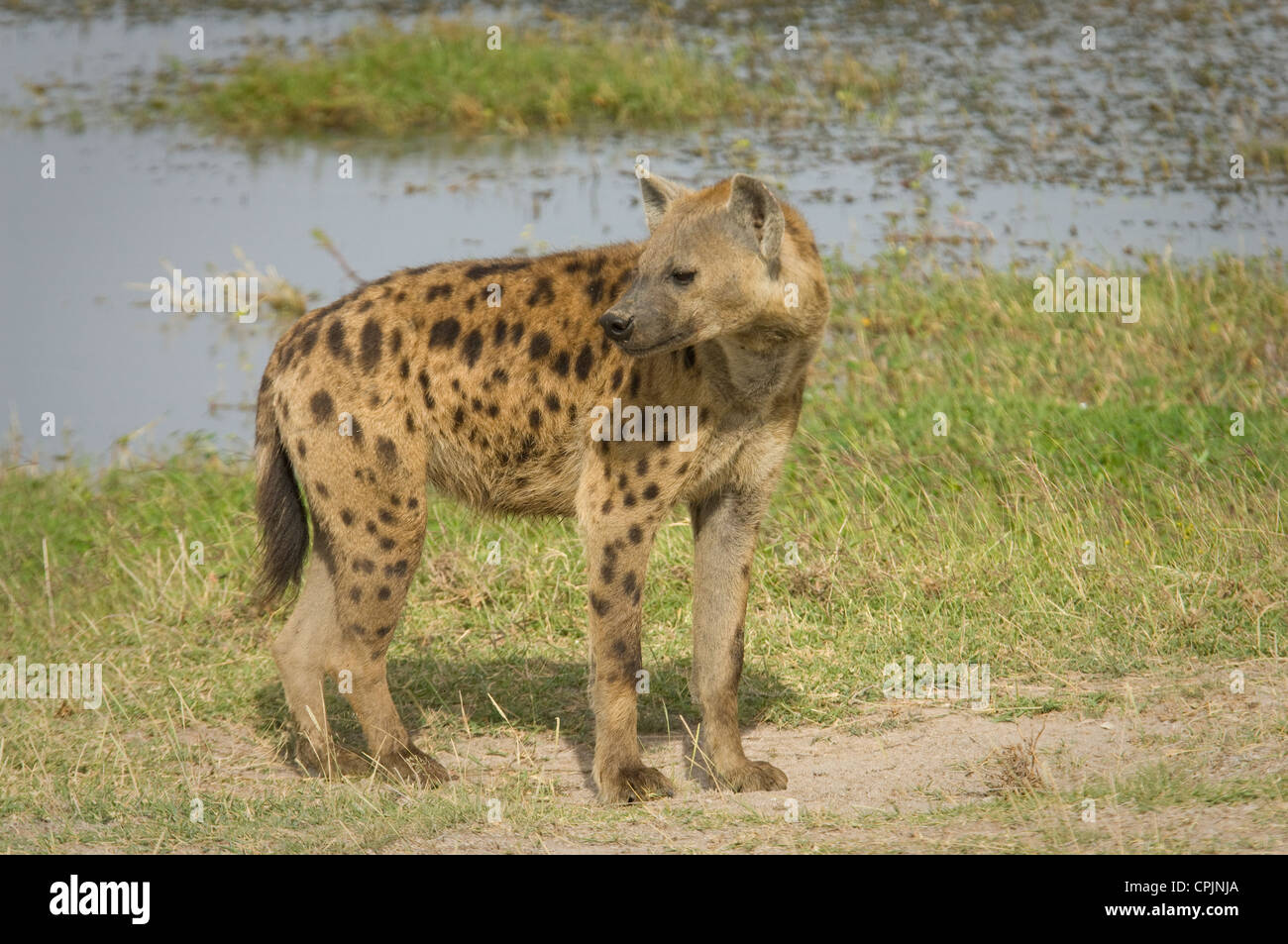 Spotted hyena standing Stock Photo - Alamy
