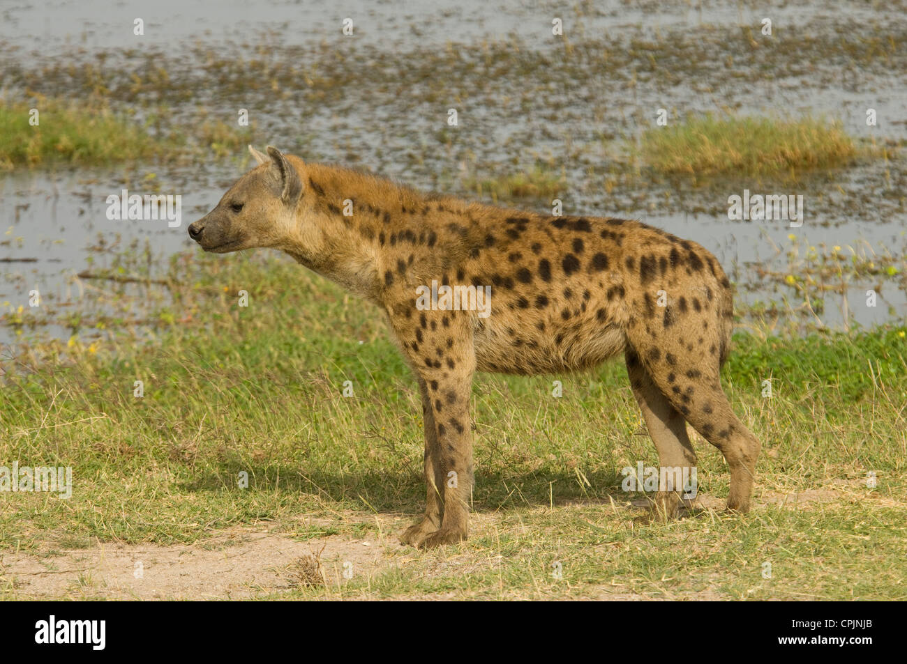 Spotted hyena standing Stock Photo - Alamy