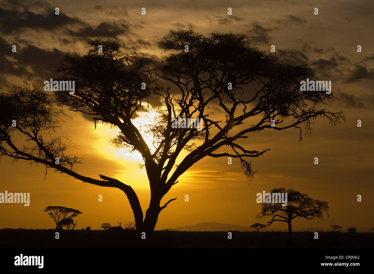 Acacia plains hi-res stock photography and images - Alamy