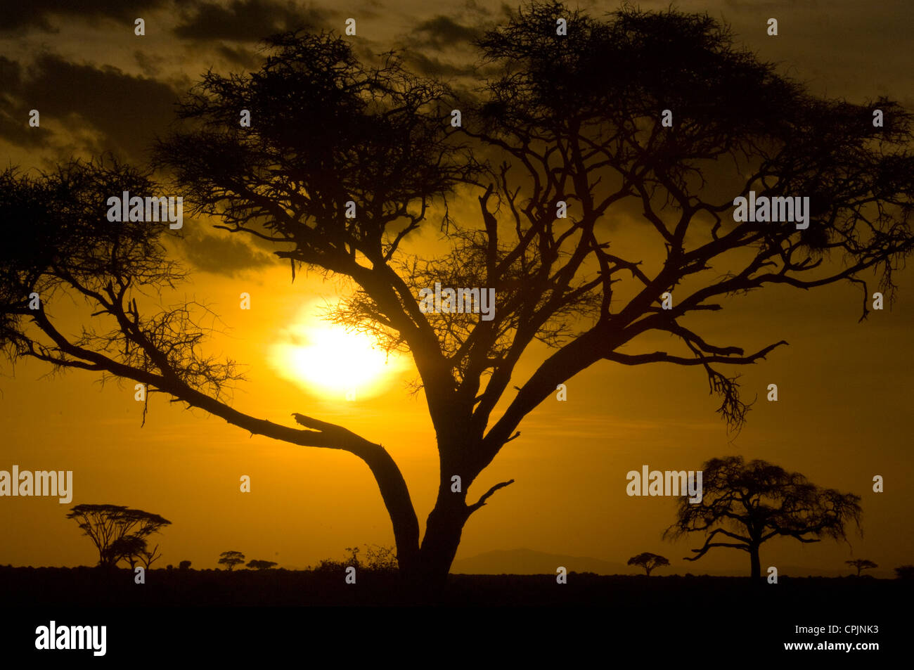 Acacia plains hi-res stock photography and images - Alamy