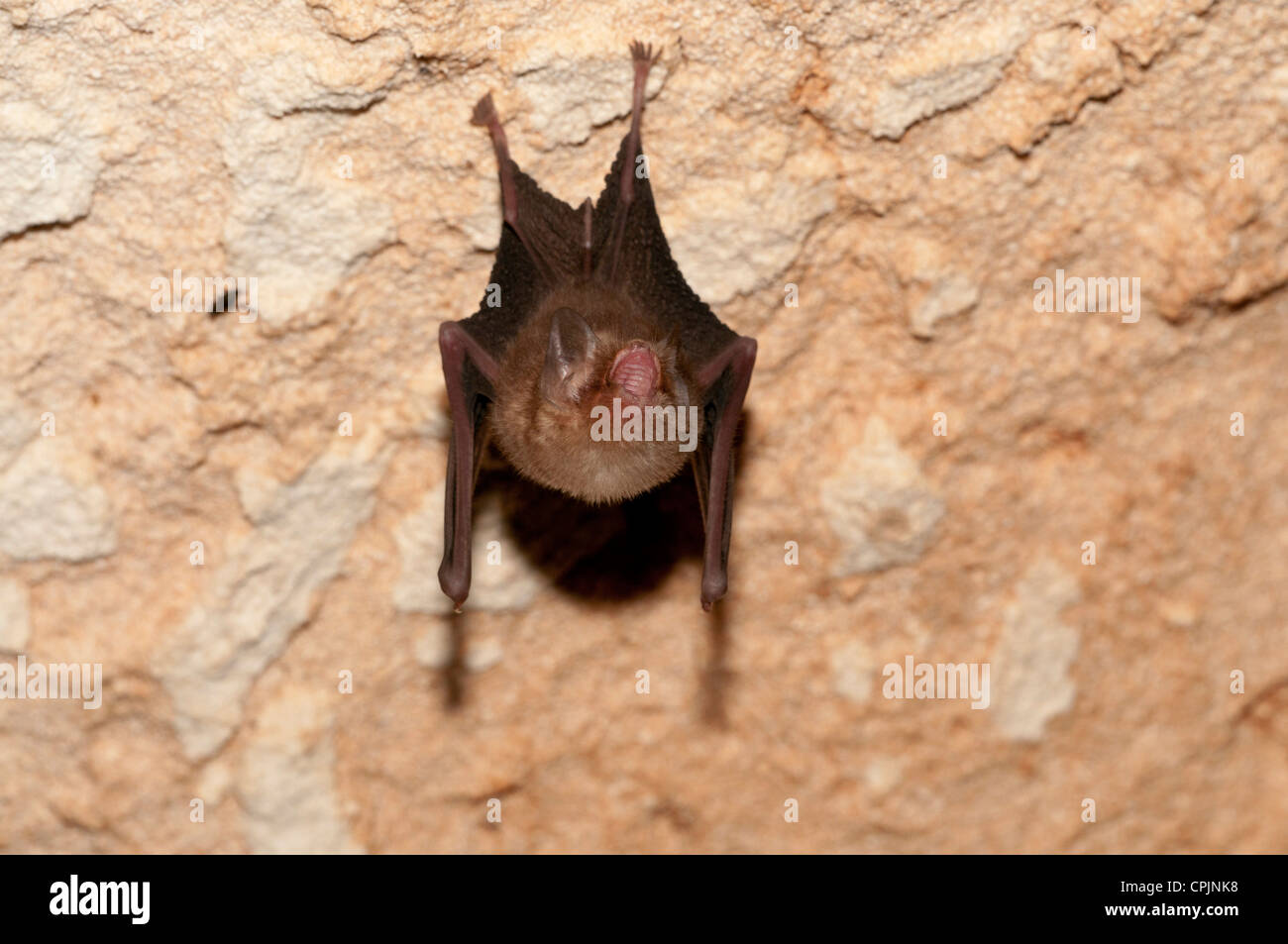 Stock photo of a Bahamian lesser funnel-eared bat hanging in a cave ...