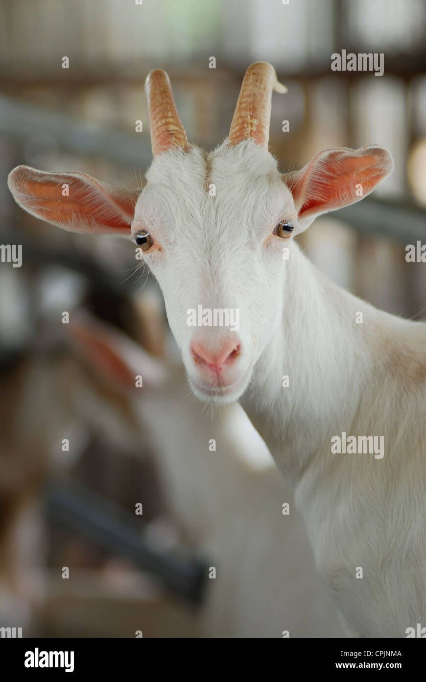 Moving goat hi-res stock photography and images - Alamy