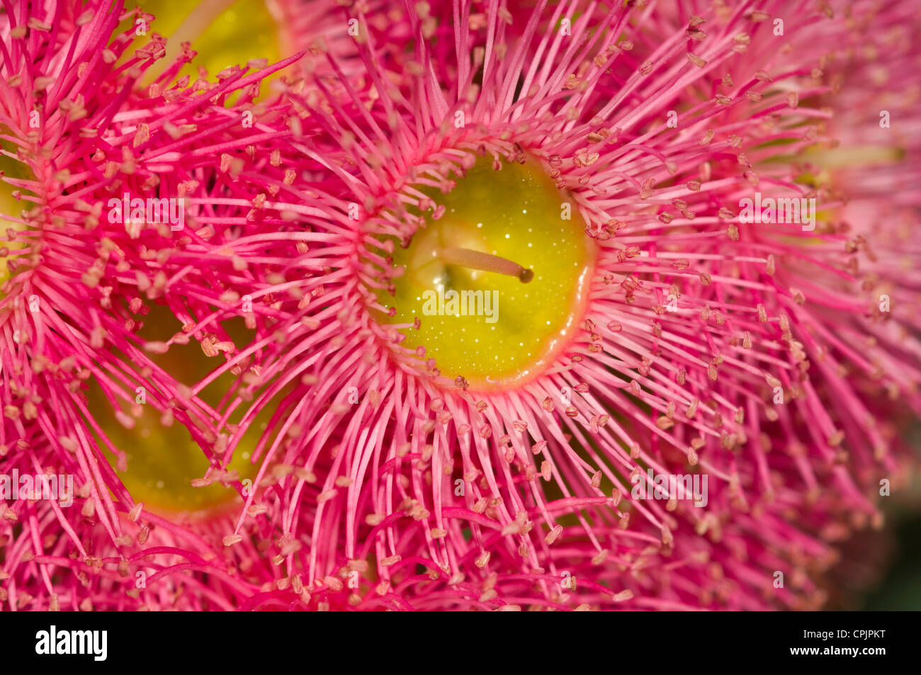Red gum tree flowers close-up Stock Photo - Alamy