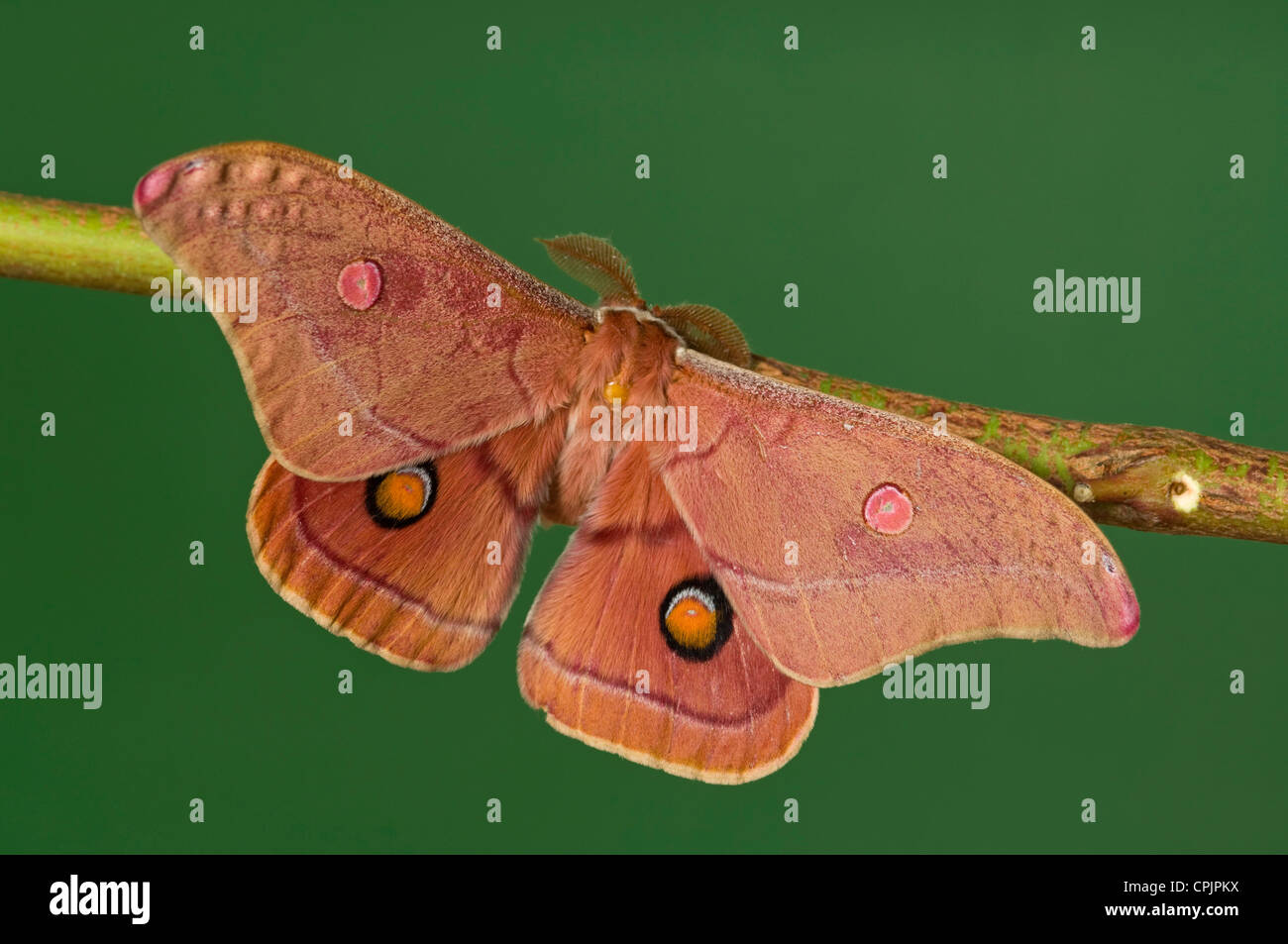 Australian emperor gum moth hi-res stock photography and images - Alamy