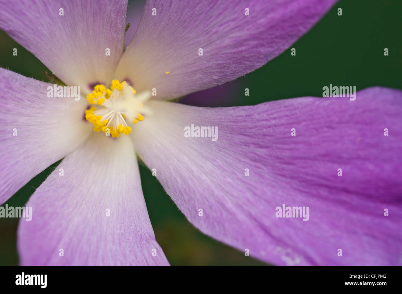 Australian native hibiscus hi-res stock photography and images - Alamy
