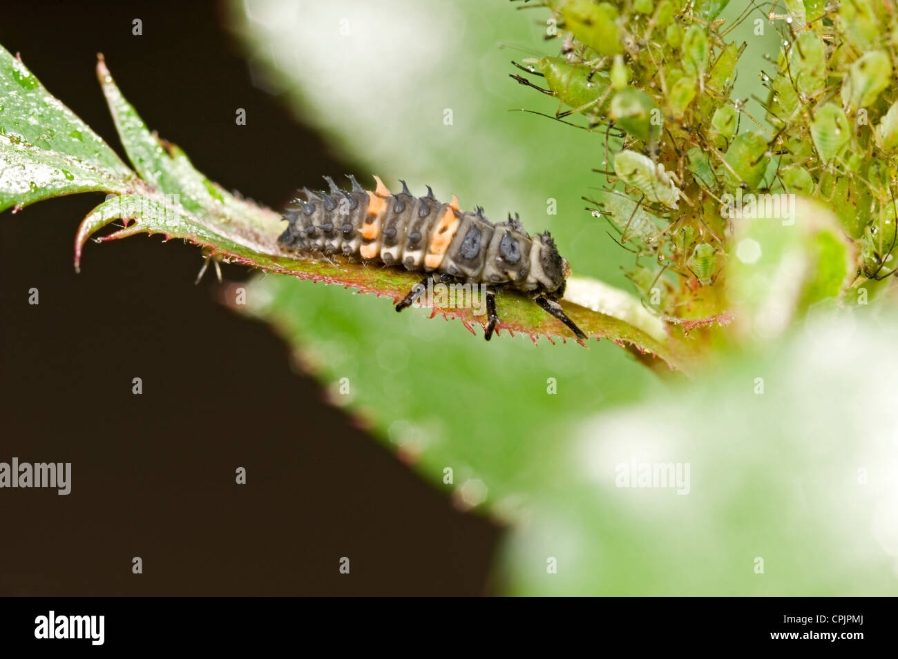 Beetle larva hi-res stock photography and images - Alamy