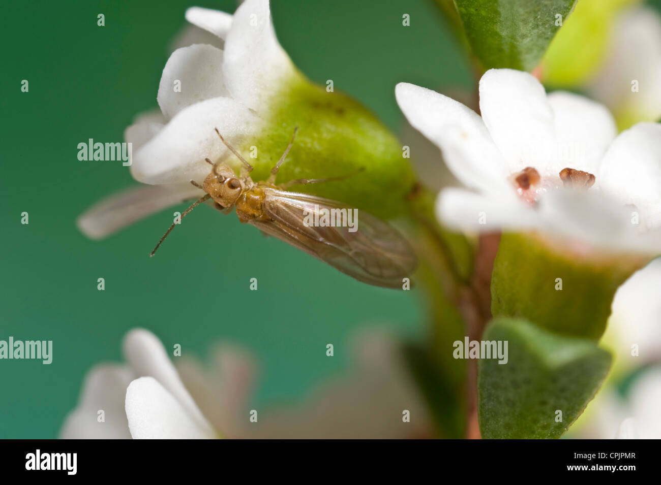 Psocid insect on white flower Stock Photo - Alamy