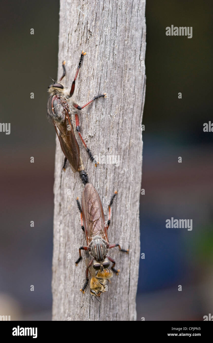 Mating robber flies feeding on bee Stock Photo - Alamy