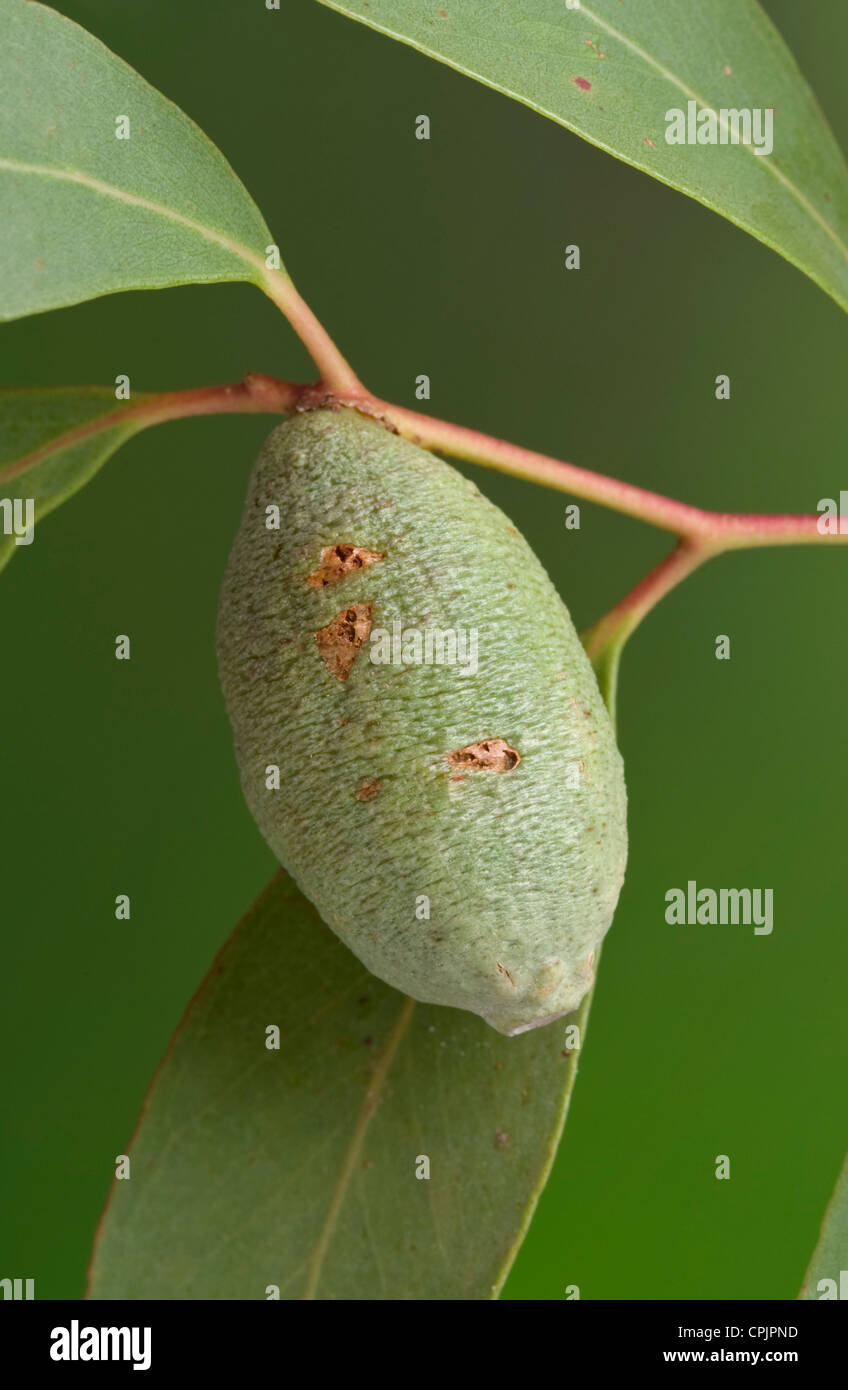 Tree gall hi-res stock photography and images - Alamy