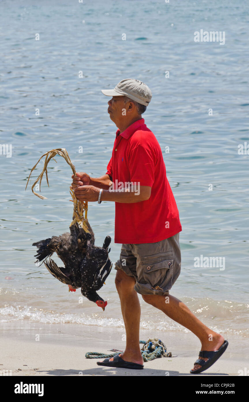Elderly Asian Man carries 2 Chicken at the Beach, Sabang, Puerto Galera ...
