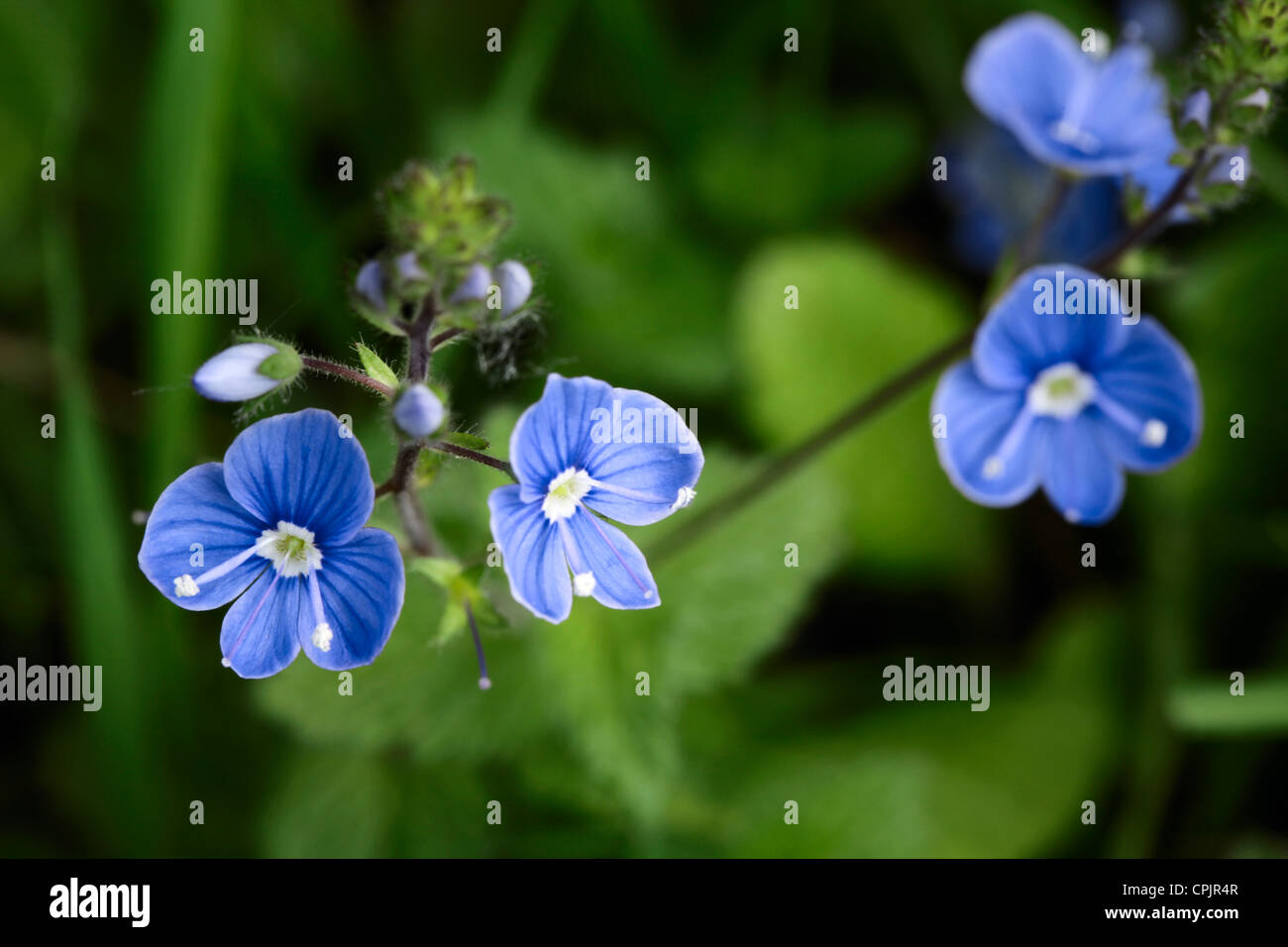 Germander speedwell Veronica chamaedrys Stock Photo - Alamy