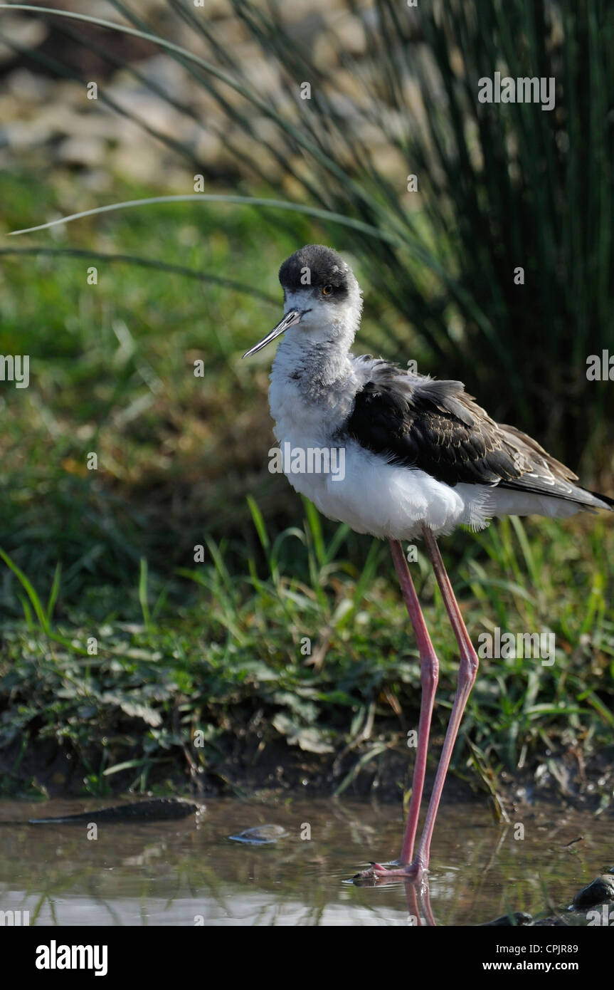 Black winged stilt chick hi-res stock photography and images - Alamy